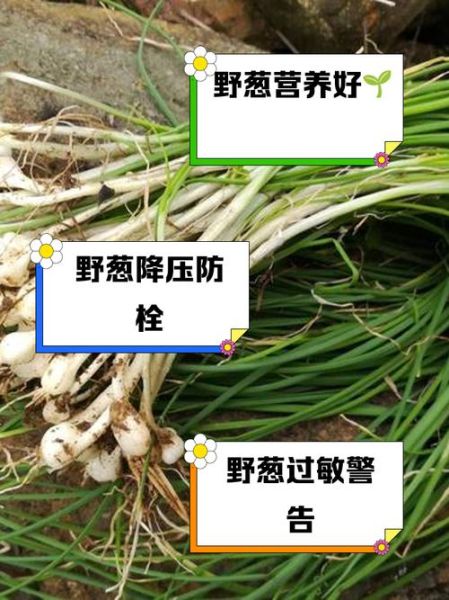野葱花的功效与作用_野葱花怎么吃最好-第2张图片-山城妙识