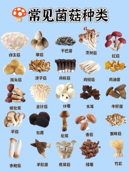 菇类大全名字有哪些_常见菇类品种怎么区分-第2张图片-山城妙识