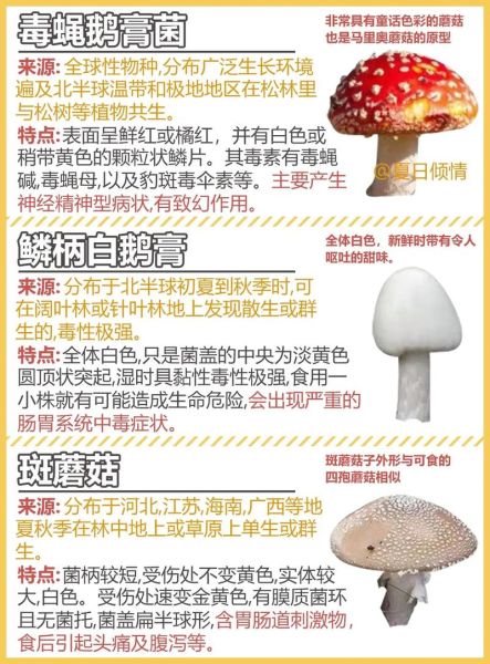 菇类大全名字有哪些_常见菇类品种怎么区分-第3张图片-山城妙识