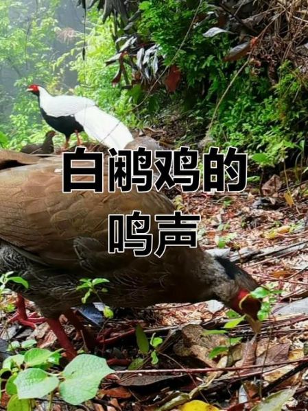 鸡叫声怎么写_鸡叫拟声词有哪些-第2张图片-山城妙识