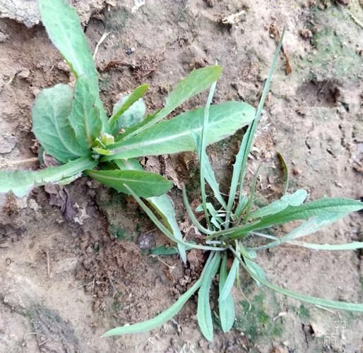 苦苣菜图片大全_苦苣菜长什么样-第1张图片-山城妙识