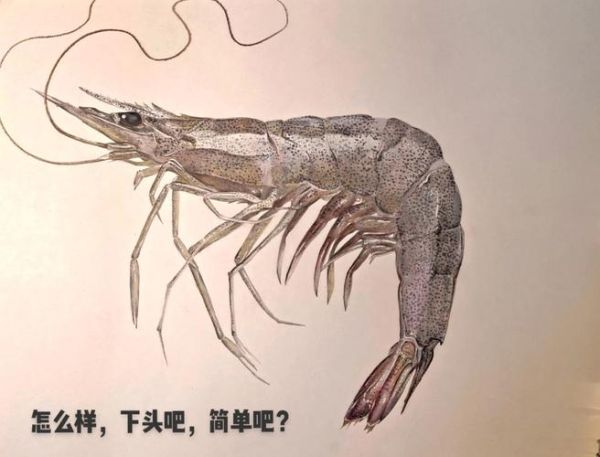 虾怎么画_虾简笔画步骤-第2张图片-山城妙识