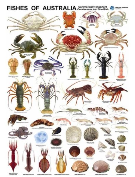 海鲜图片大全及名称_如何快速识别常见海鲜-第2张图片-山城妙识