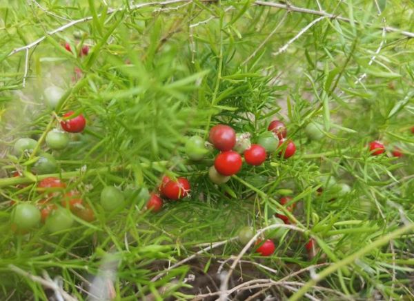 天门冬图片长什么样_天门冬和麦冬区别在哪-第1张图片-山城妙识
