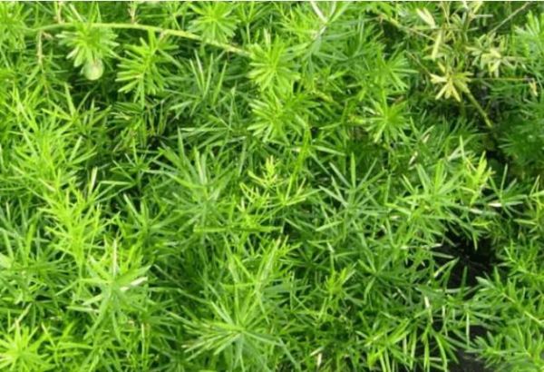 天门冬图片长什么样_天门冬和麦冬区别在哪-第3张图片-山城妙识