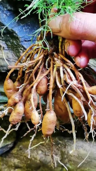 天门冬图片长什么样_天门冬和麦冬区别在哪-第2张图片-山城妙识