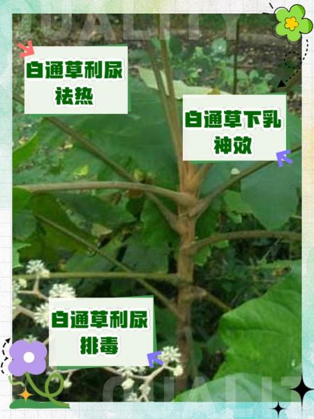 通草的功效与作用_通草的副作用有哪些-第3张图片-山城妙识