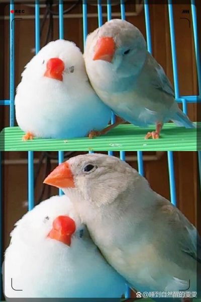 饭团小夫妻是谁_饭团小夫妻怎么火的-第1张图片-山城妙识