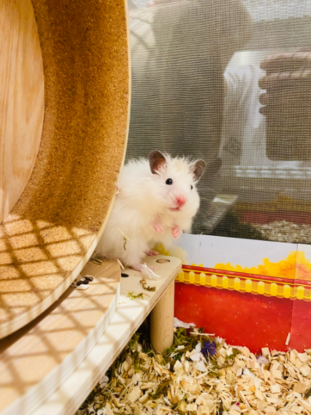 饭团小夫妻是谁_饭团小夫妻怎么火的-第3张图片-山城妙识