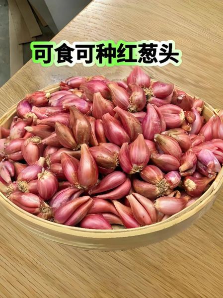 小葱头怎么保存_小葱头做法大全-第2张图片-山城妙识