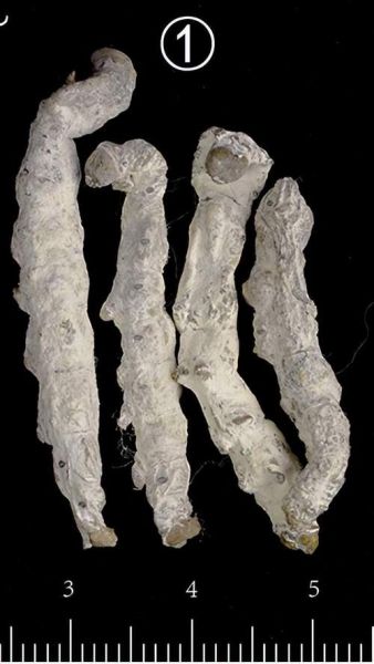 僵蚕长什么样_僵蚕图片怎么识别-第1张图片-山城妙识 僵蚕长什么样_僵蚕图片怎么识别-第1张图片-山城妙识