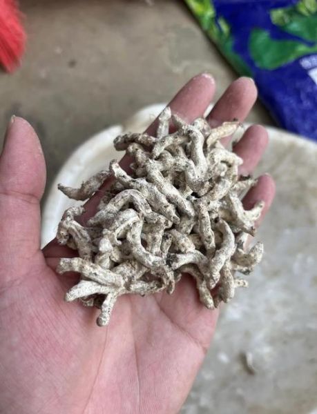 僵蚕长什么样_僵蚕图片怎么识别-第2张图片-山城妙识 僵蚕长什么样_僵蚕图片怎么识别-第2张图片-山城妙识