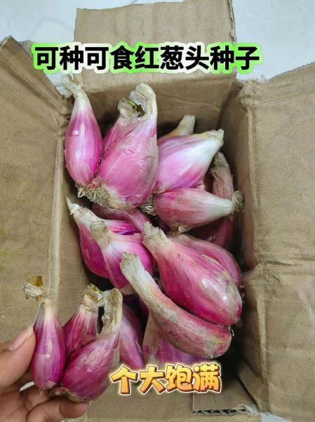 小葱头怎么保存_小葱头做法大全-第3张图片-山城妙识