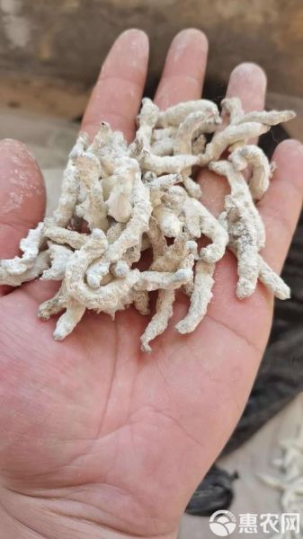 僵蚕长什么样_僵蚕图片怎么识别-第3张图片-山城妙识 僵蚕长什么样_僵蚕图片怎么识别-第3张图片-山城妙识