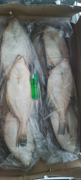 鲅鱼多少钱一斤2021_鲅鱼价格走势-第1张图片-山城妙识