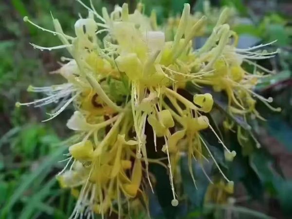 羊奶果树怎么种_羊奶果树几年结果-第3张图片-山城妙识