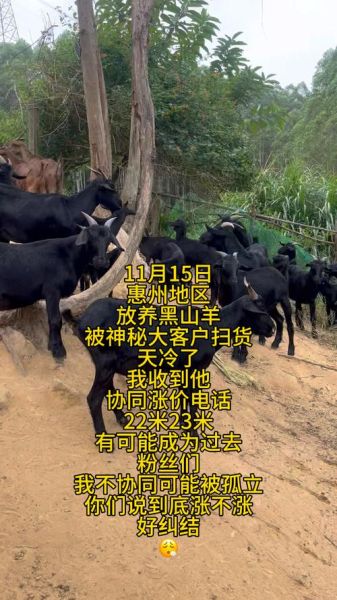 黑山羊价格多少钱一只_黑山羊价格受哪些因素影响-第1张图片-山城妙识