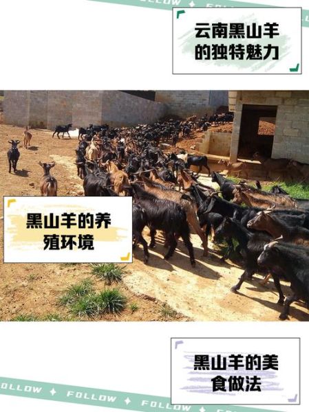 黑山羊价格多少钱一只_黑山羊价格受哪些因素影响-第3张图片-山城妙识