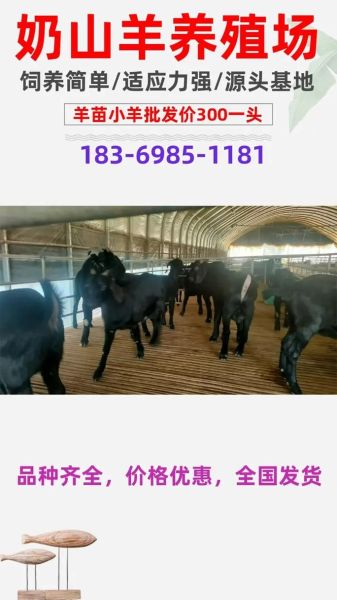 黑山羊价格多少钱一只_黑山羊价格受哪些因素影响-第2张图片-山城妙识