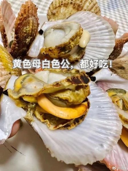 对象说要吃我扇贝是什么意思_如何幽默回应-第2张图片-山城妙识