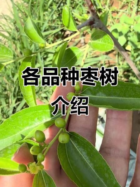 枣树图片大全大图_如何识别不同品种-第1张图片-山城妙识