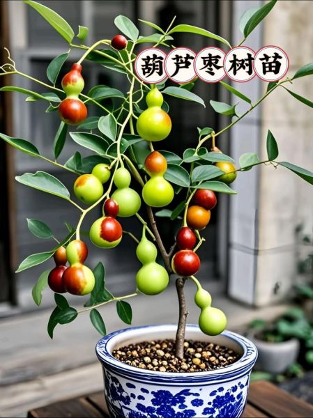 枣树图片大全大图_如何识别不同品种-第2张图片-山城妙识