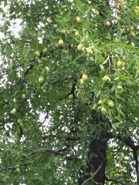 枣树图片大全大图_如何识别不同品种-第3张图片-山城妙识