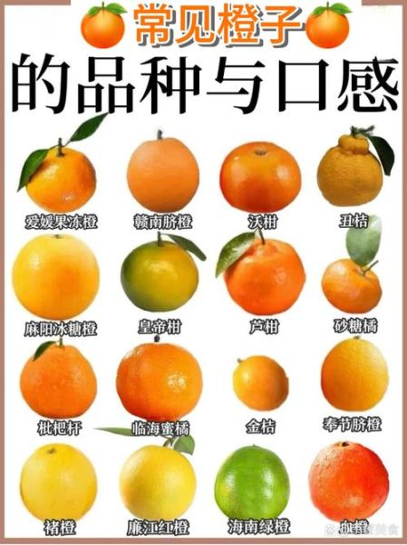 橙子上火吗_橙子一天吃几个合适-第2张图片-山城妙识 橙子上火吗_橙子一天吃几个合适-第2张图片-山城妙识