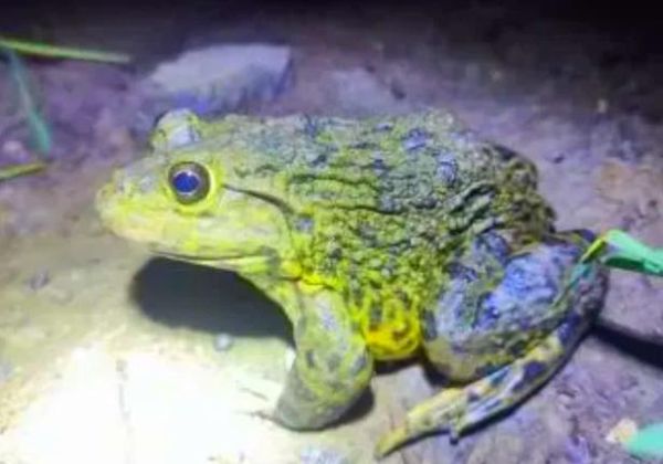 虎纹蛙是田鸡吗_虎纹蛙与田鸡区别-第3张图片-山城妙识