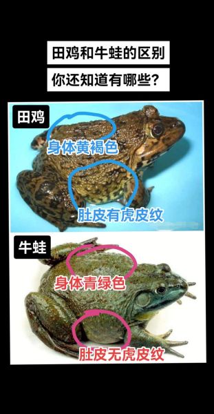 虎纹蛙是田鸡吗_虎纹蛙与田鸡区别-第1张图片-山城妙识