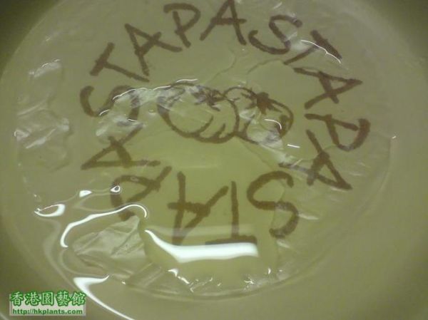 香港春卷蛋糕事件_真相是什么-第1张图片-山城妙识