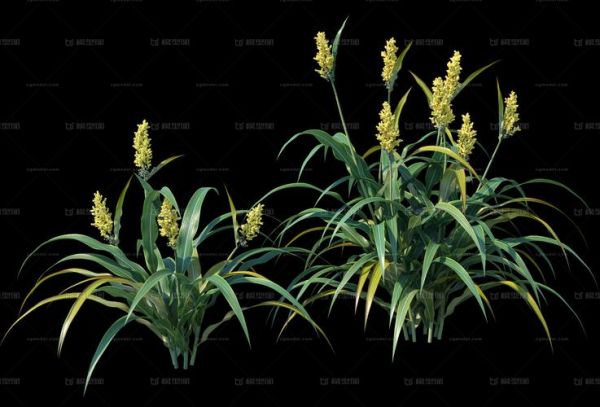 黑色粟米是什么米_黑色粟米的营养价值-第3张图片-山城妙识