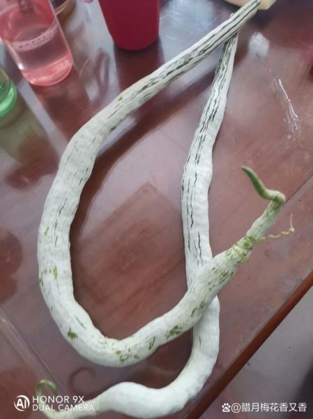 蛇豆角怎么炒好吃_蛇豆角的家常做法-第2张图片-山城妙识