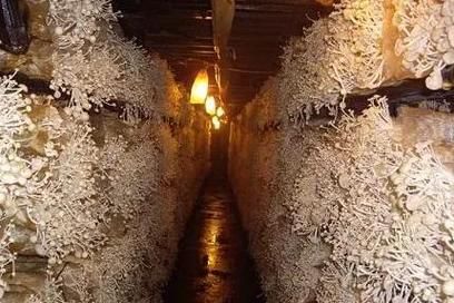 金针菇有毒吗_金针菇为什么叫see you tomorrow-第3张图片-山城妙识