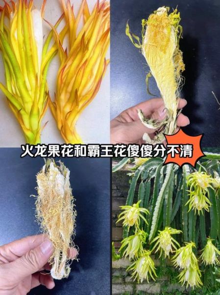 霸王花是不是火龙果的花_霸王花和火龙果区别-第1张图片-山城妙识