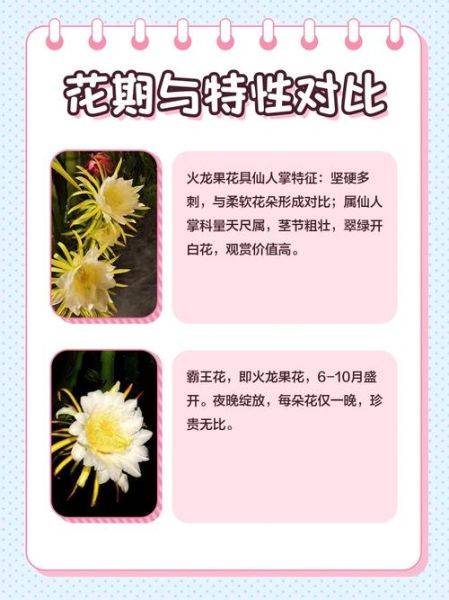霸王花是不是火龙果的花_霸王花和火龙果区别-第2张图片-山城妙识
