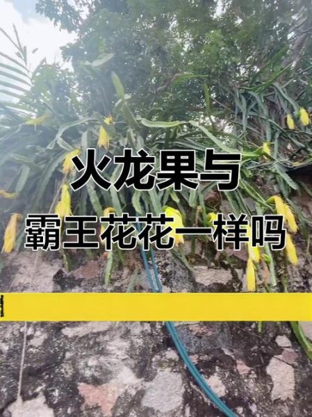 霸王花是不是火龙果的花_霸王花和火龙果区别-第3张图片-山城妙识