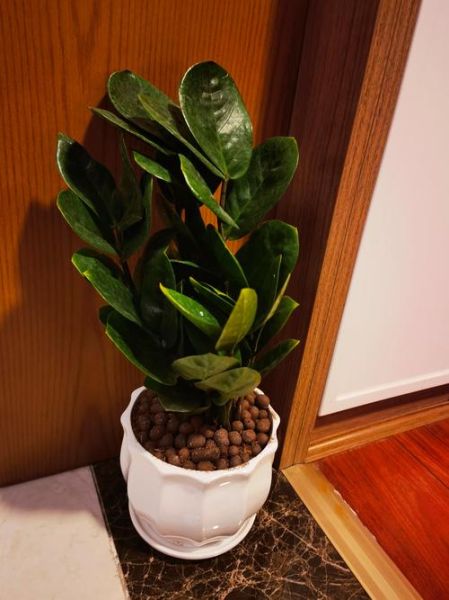 十大招财树有哪些_家里摆哪棵最旺财-第2张图片-山城妙识