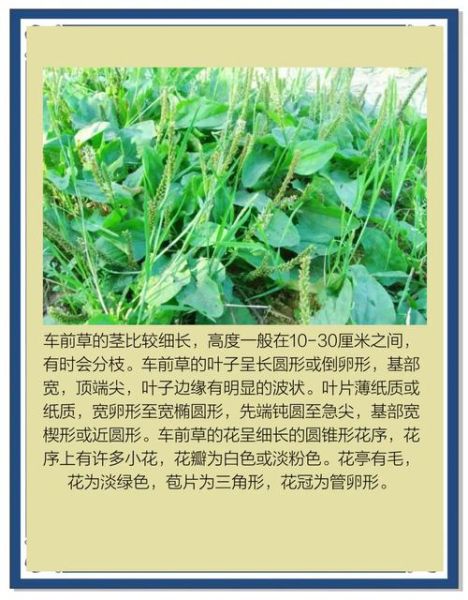 车前草的功效与作用_车前草图片怎么辨别真假-第1张图片-山城妙识