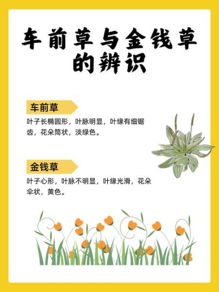 车前草的功效与作用_车前草图片怎么辨别真假-第3张图片-山城妙识