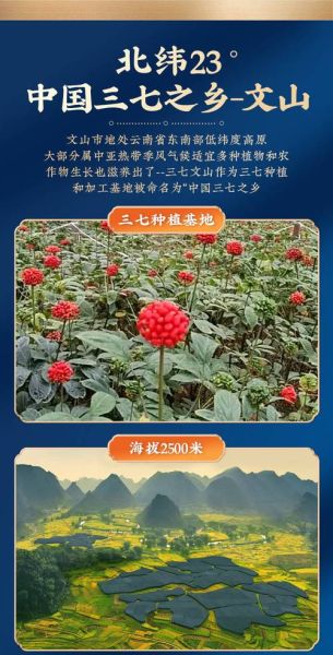 三七长什么样_三七植物图片如何辨别-第3张图片-山城妙识