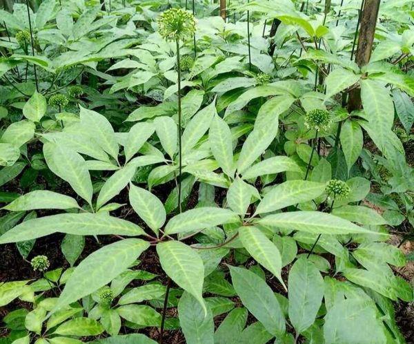 三七长什么样_三七植物图片如何辨别-第2张图片-山城妙识