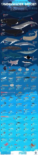 海洋动物有哪些_100种海洋动物名称大全-第3张图片-山城妙识