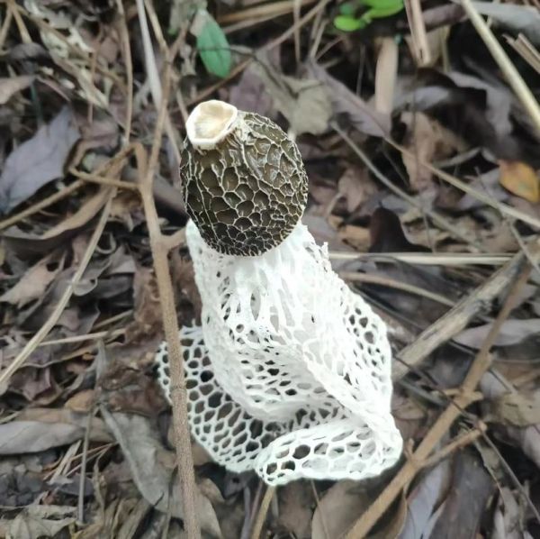 竹笙是什么_竹笙的功效与作用-第2张图片-山城妙识