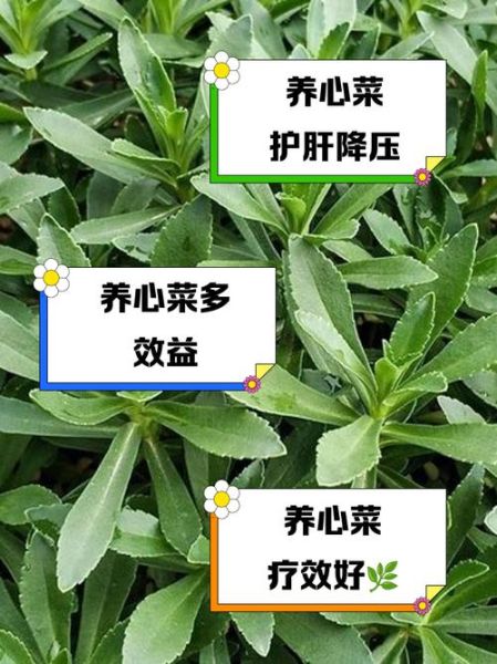 养心菜的功效与作用_养心菜怎么吃最好-第1张图片-山城妙识