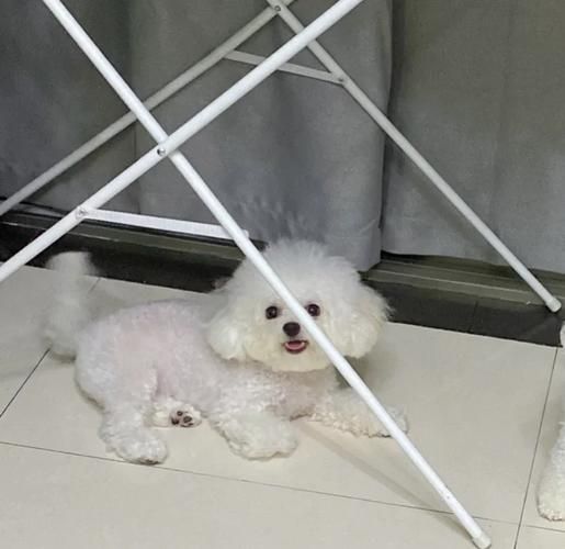 自制狗粮的做法_狗狗吃什么最健康-第1张图片-山城妙识