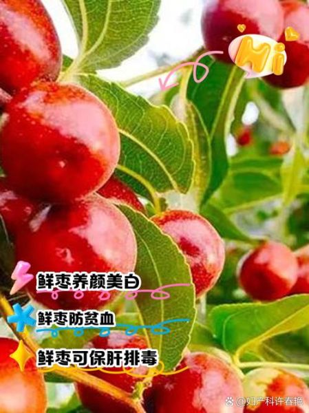 鲜枣的功效与作用_鲜枣一天吃几个最好-第3张图片-山城妙识