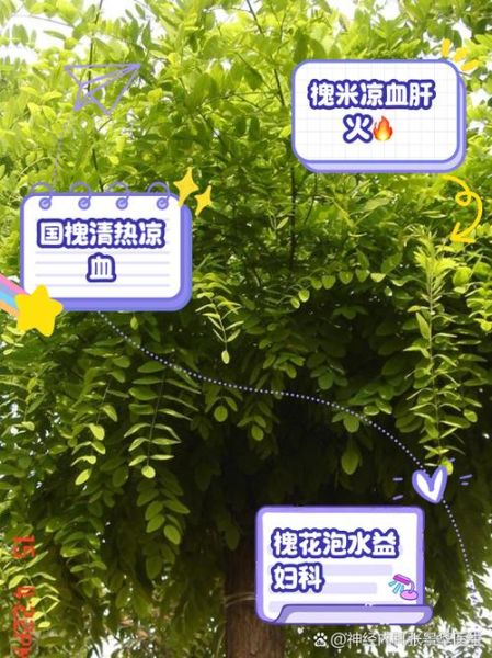 槐花泡水喝是干的还是新鲜的_槐花干花和鲜花泡水区别-第2张图片-山城妙识