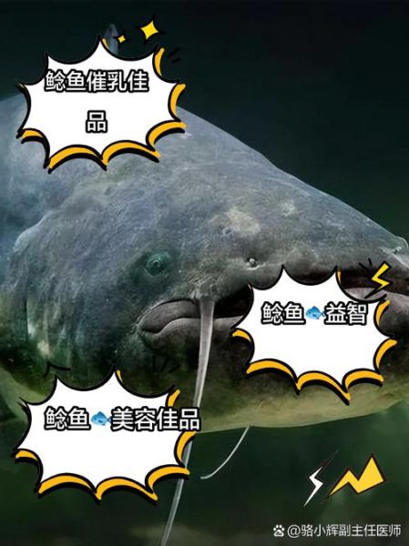 鲶鱼为什么不能吃_鲶鱼有毒吗-第3张图片-山城妙识