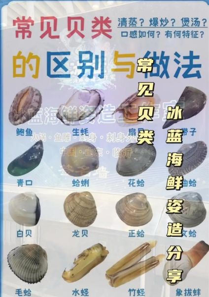 贝壳类海鲜名称对照表_常见贝类怎么区分-第1张图片-山城妙识